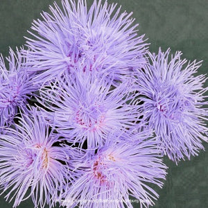 Astra čínská - "Valkyrie", Hagen, Light Blue – Wisterra