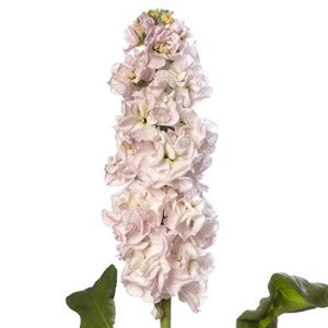 Fiala sivá - "StoX®", Silver – Wisterra