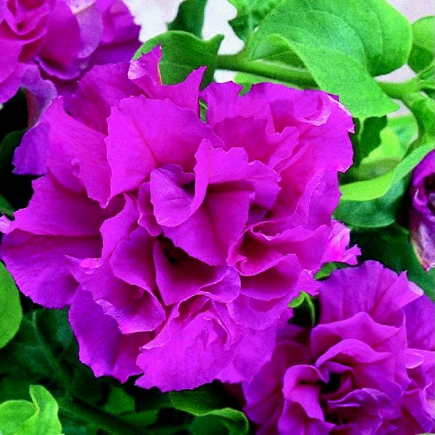 Petúnie Grandiflora - "Double Cascade", Pink – Wisterra