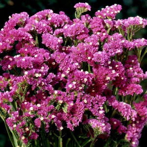 Statice (Limonka) chobotnatá - "Forever", Rose – Wisterra