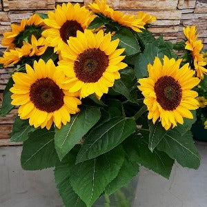 Slunečnice roční - "F1 Vincent®s Choice", Summer, DMR – Wisterra