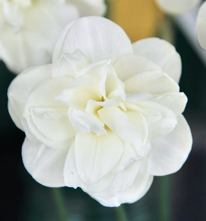 Narcis - "Rose of May", 4ks – Wisterra