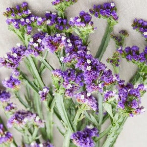 Statice (Limonka) chobotnatá - "Purple Monarch" – Wisterra