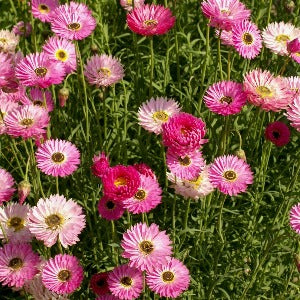 Smilek růžový - "Brilliant Rose" – Wisterra