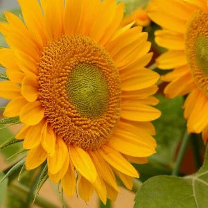 Slunečnice roční - "F1 Sunrich", Gold – Wisterra