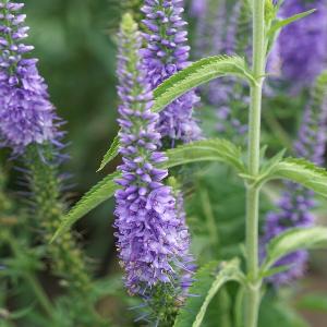 Rozrazil dlouholistý (Veronica) - "Blue Shades" – Wisterra